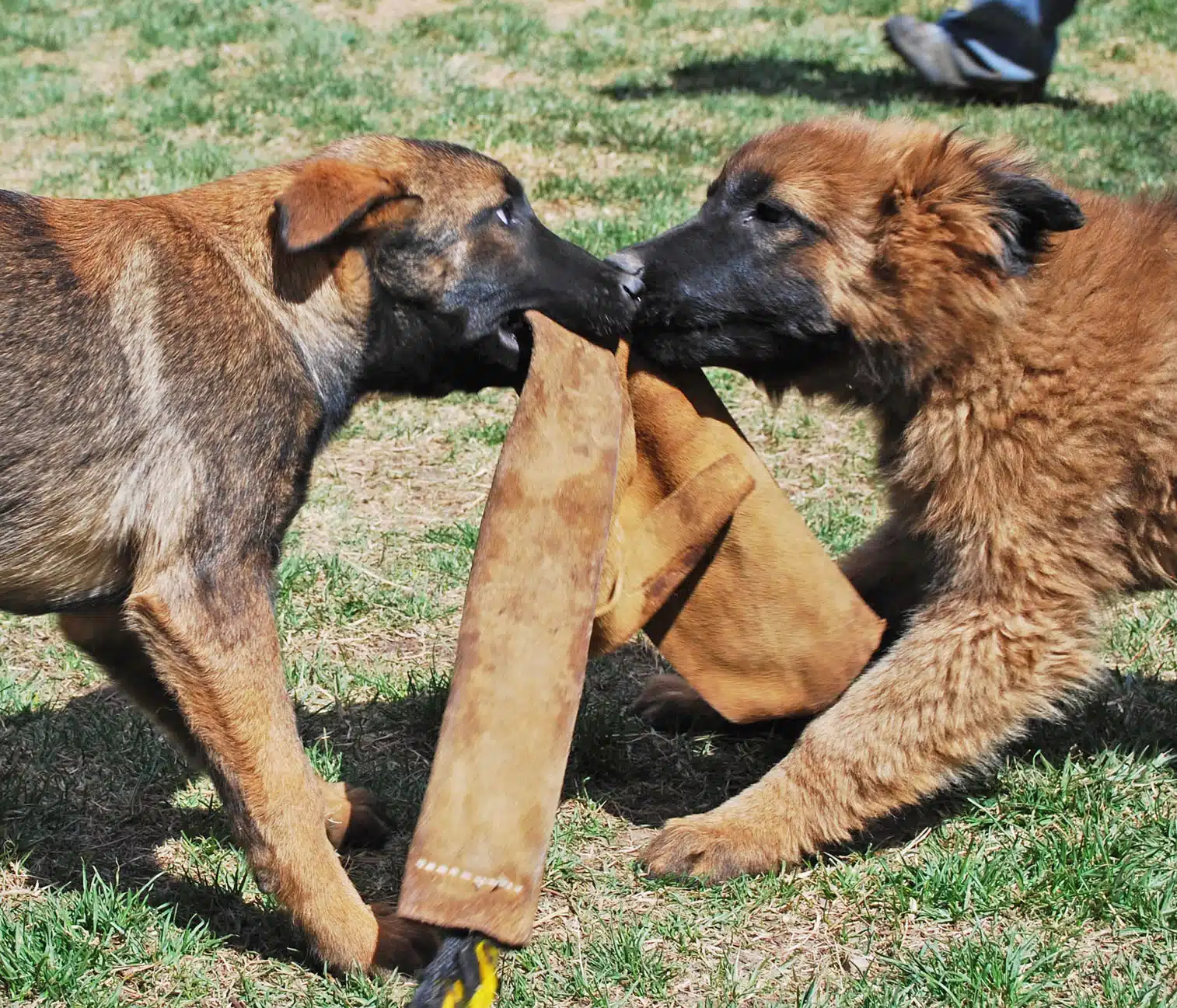 Ruidoso Malinois | Trained Belgian Malinois for Protection & Police