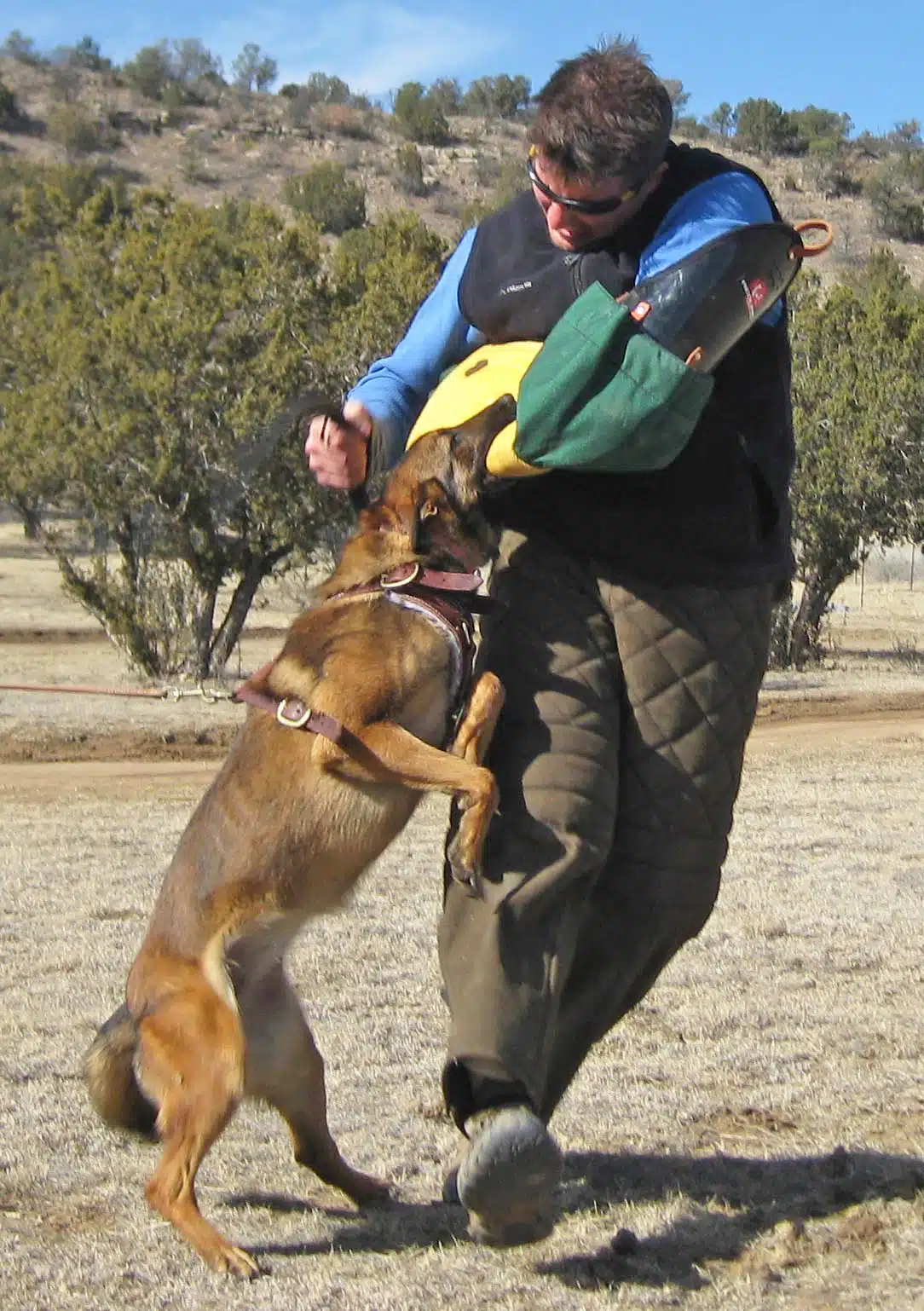 Ruidoso Malinois | Trained Belgian Malinois for Protection & Police